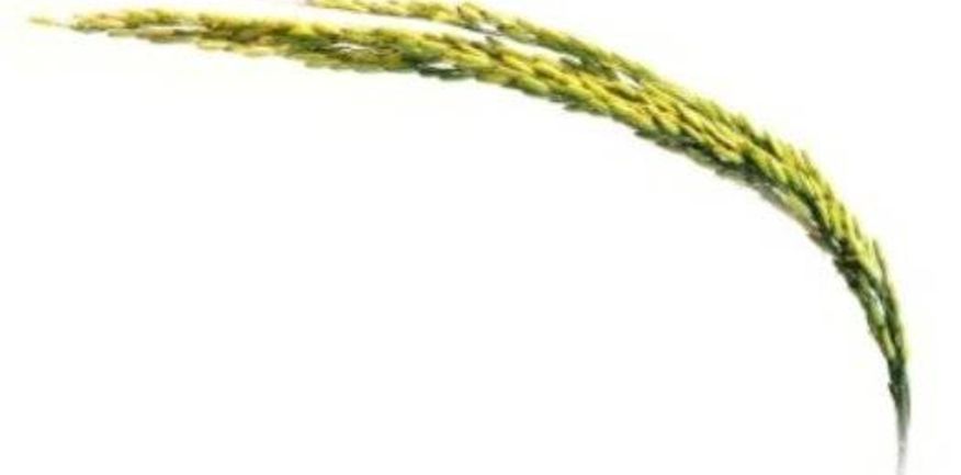 Product of the Week: Rice Flower Fragrance | Gracefruit